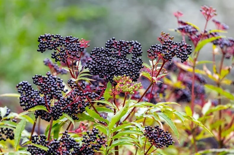 The Top 3 Health Benefits of Elderberry